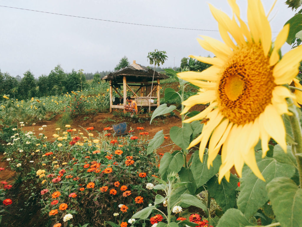 Lokasi dan Harga Tiket Masuk Peternakan Kuda Megastar Batu Malang ...